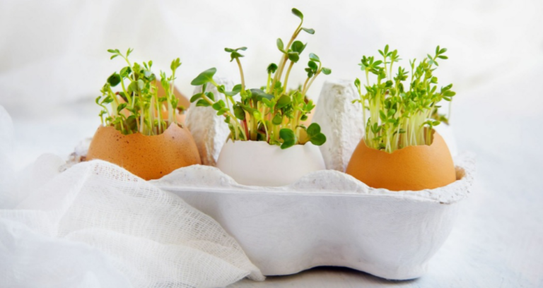 A Childhood Favourite: Growing Cress Indoors – Bustle & Sew